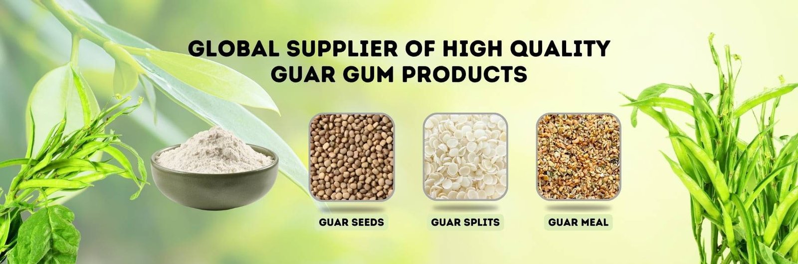Guar Gum Powder: Manufacturer & Exporter | Durga Enterprises